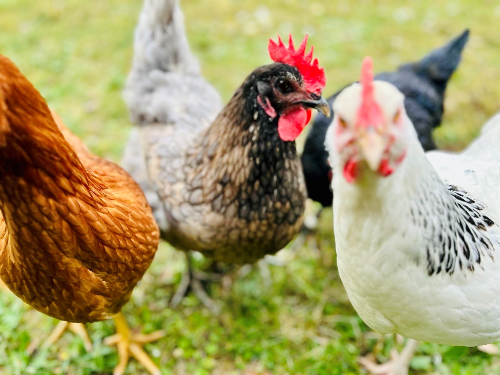 Unsere Hühner machen uns viel Freude - CBT GmbH